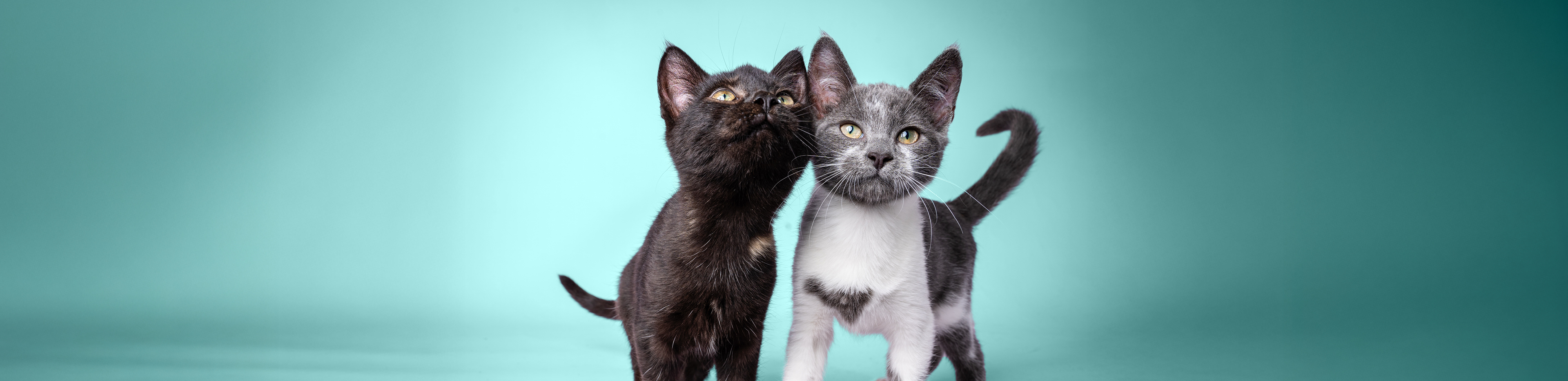 Every animal deserves to be loved | Blog | Animal Welfare | RSPCA ...